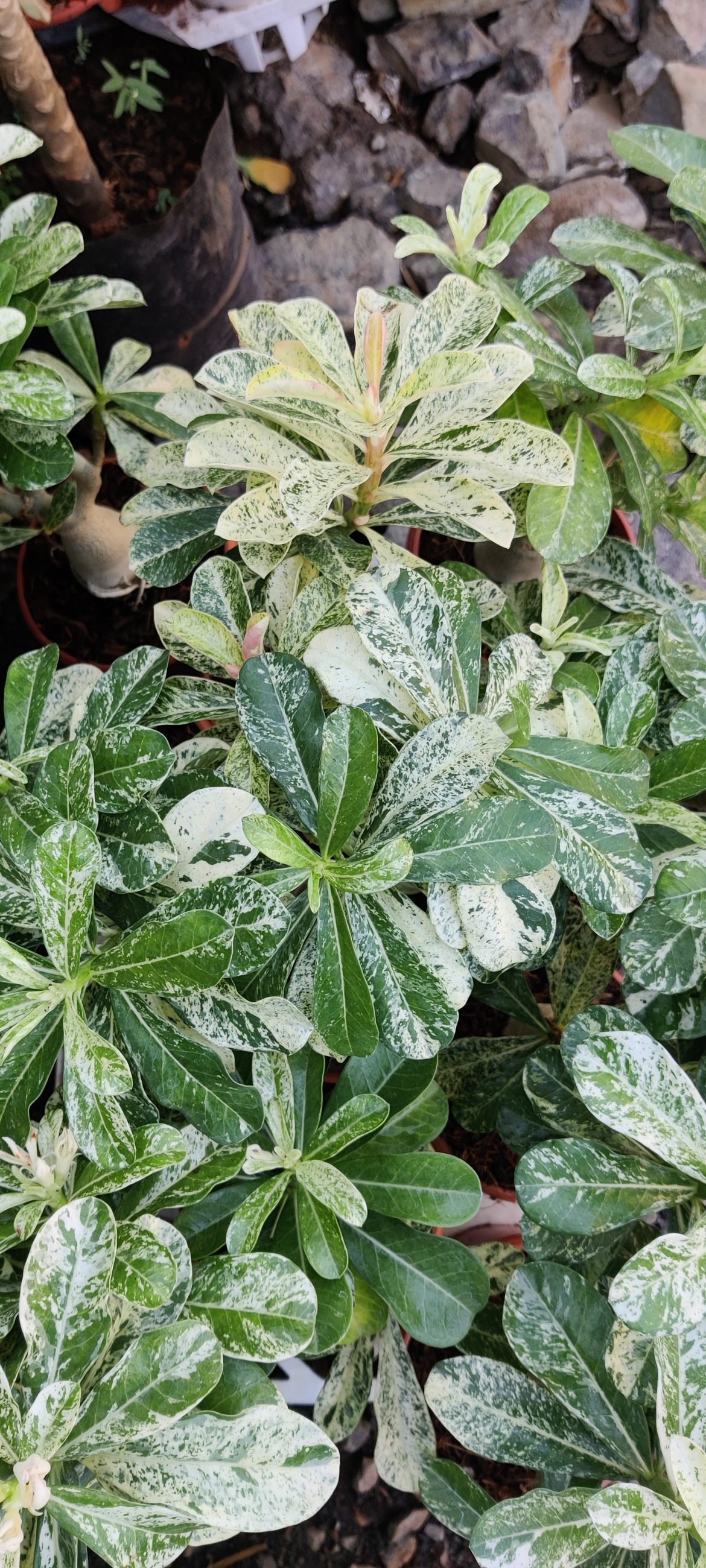 Adenium Obesum Variegated - NurseryBuy