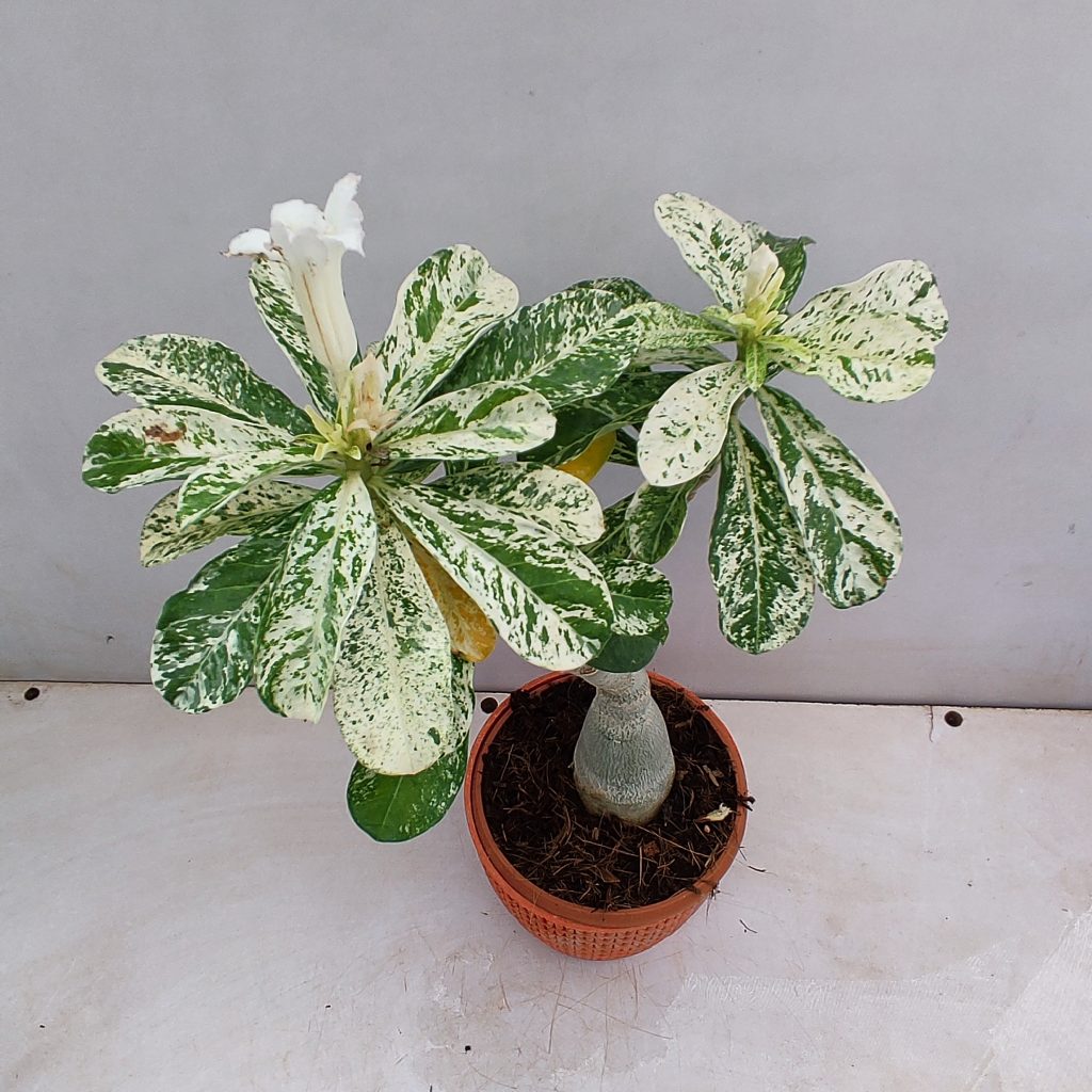 Adenium Obesum Variegated - NurseryBuy