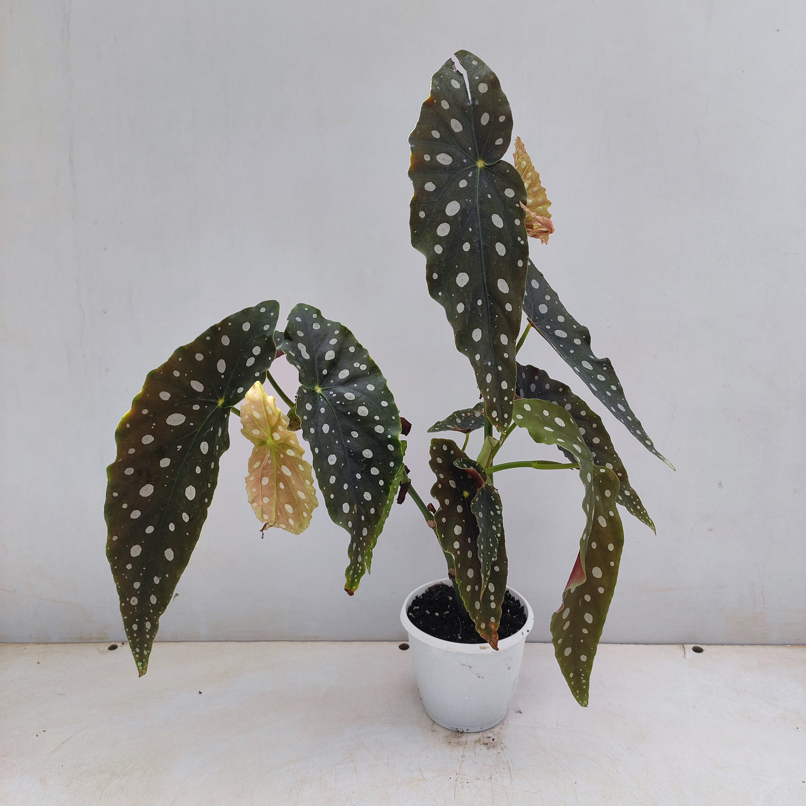 Begonia 'Maculata' (Polka Dot Begonia) - NurseryBuy