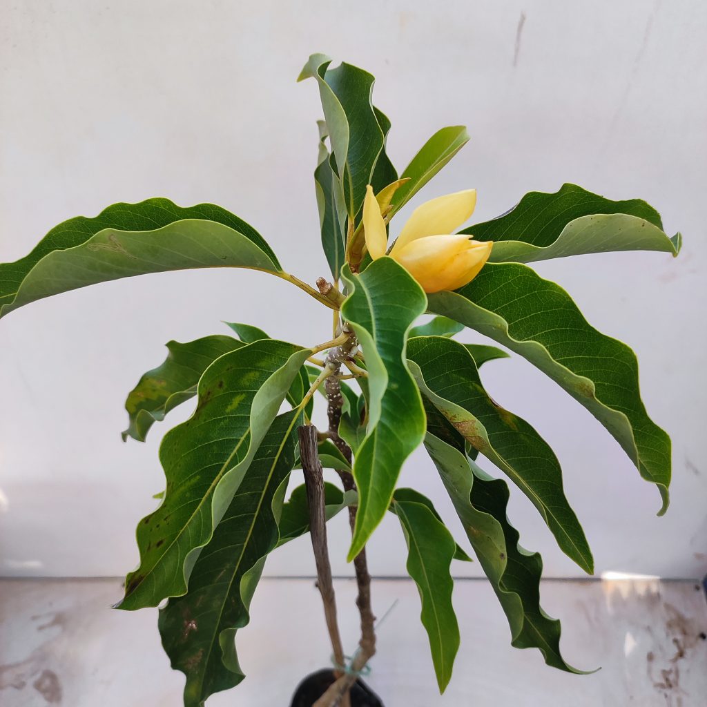 Michelia champaca (orange) ,Son Champa, Son Chafa, - NurseryBuy