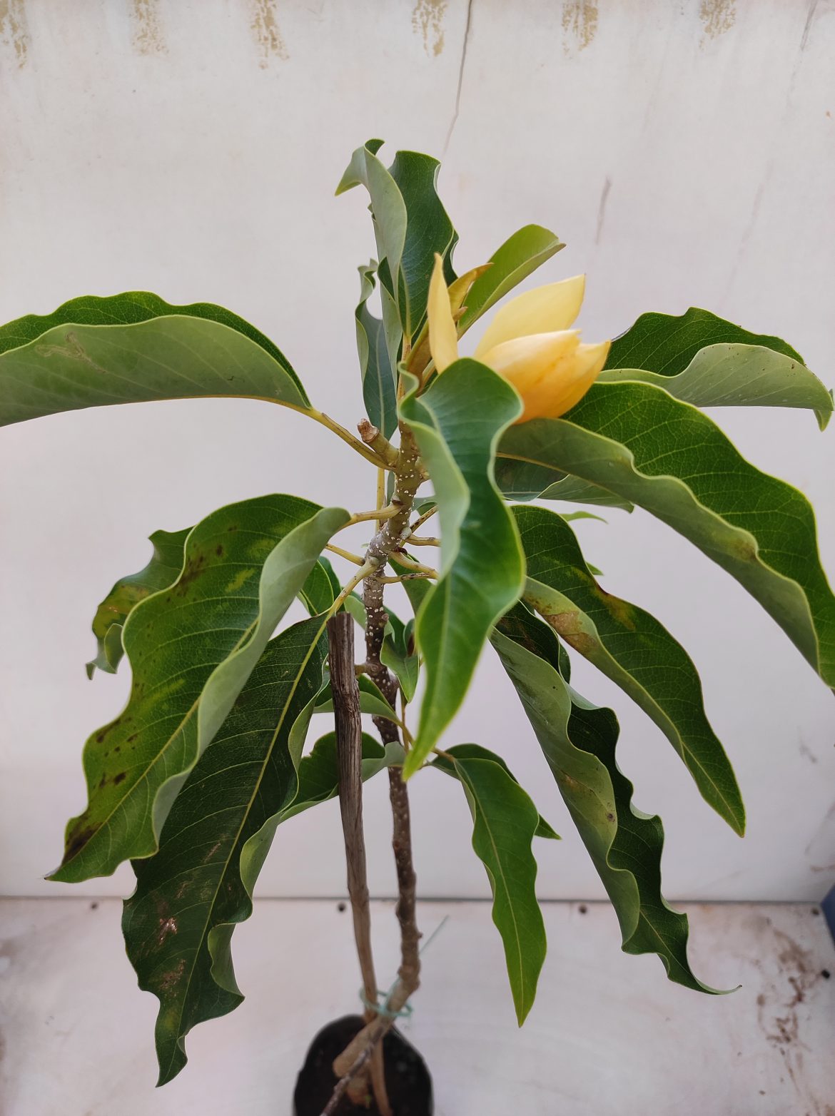 Michelia champaca (orange) ,Son Champa, Son Chafa, - NurseryBuy