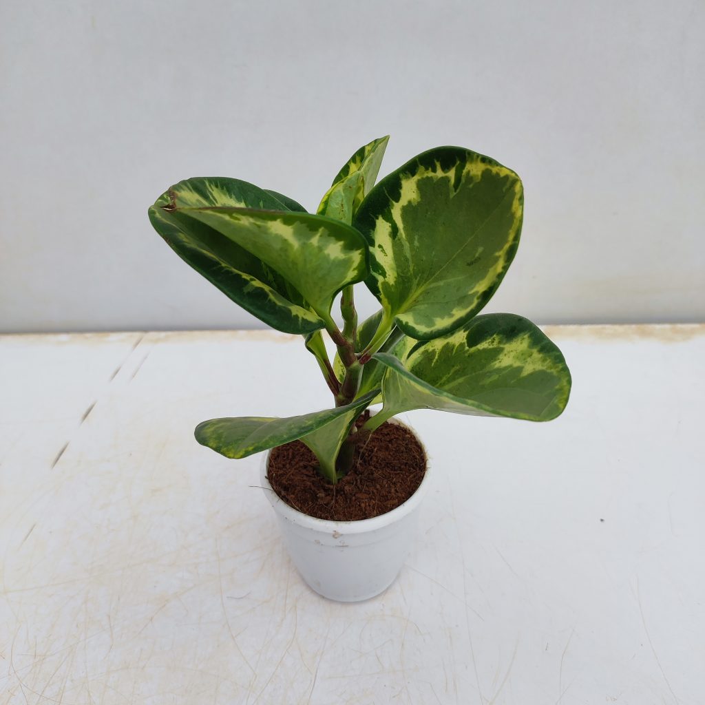 Peperomia Obtusifolia 'Speckled Marble' Mini - NurseryBuy