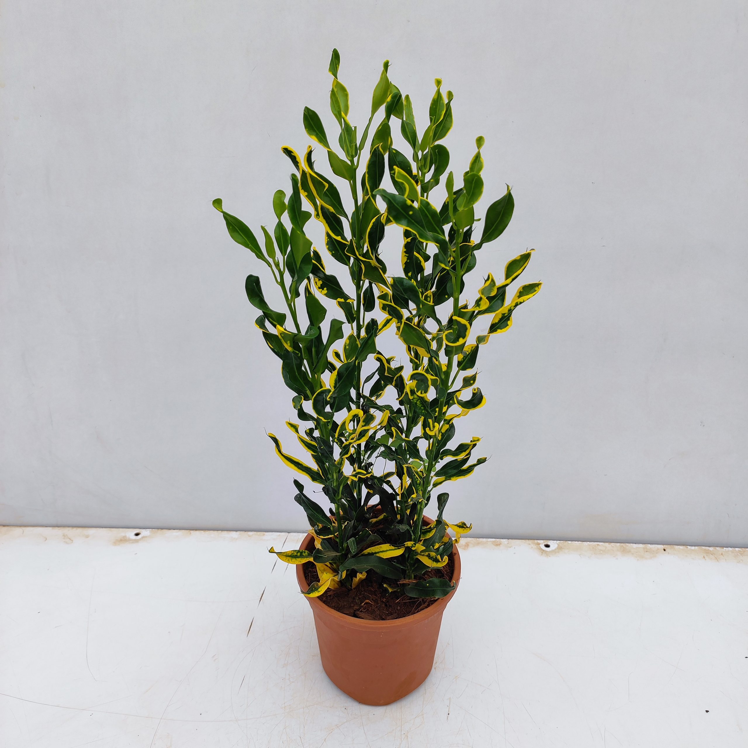 Twist and Point Croton - NurseryBuy