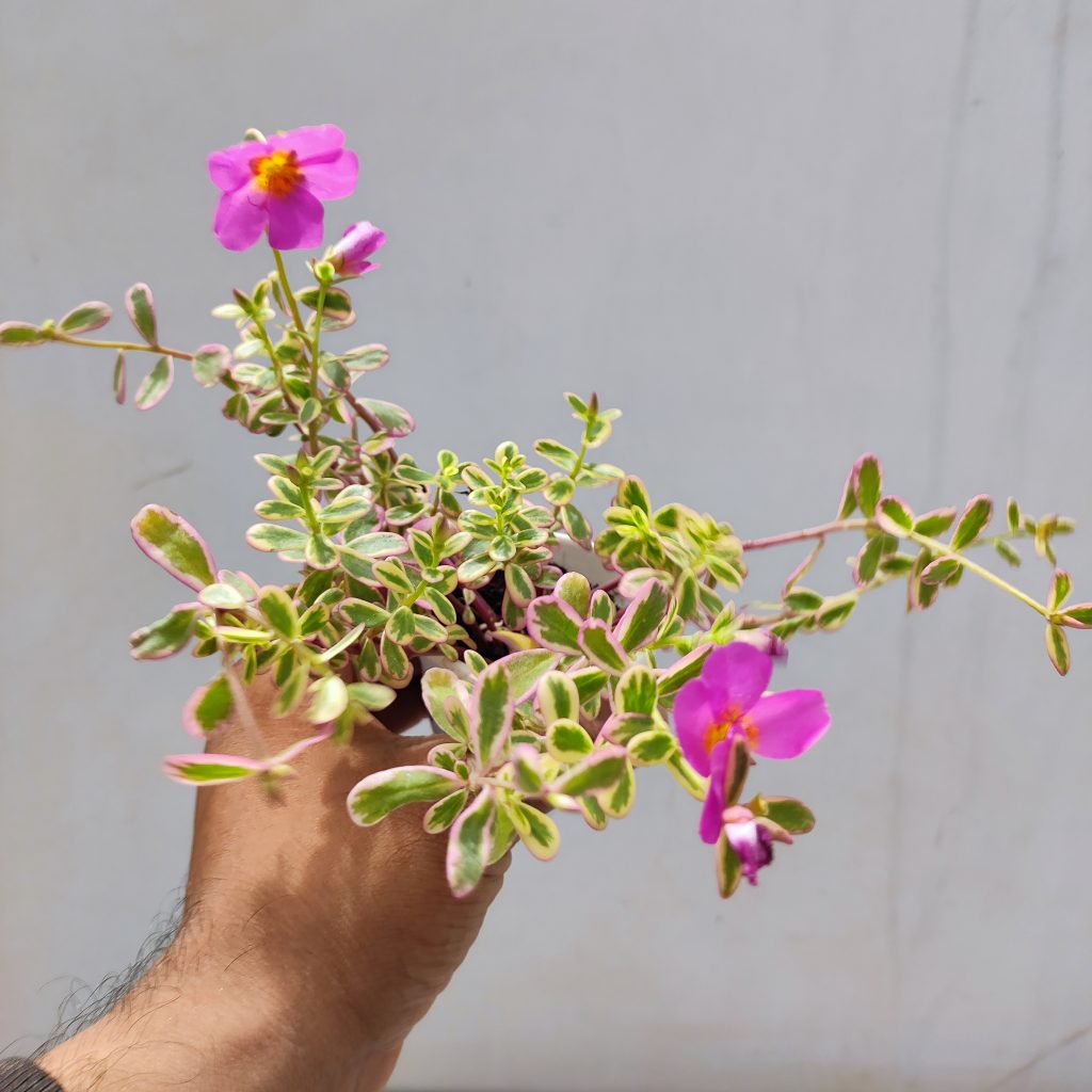 Portulaca Oleracea Variegated - NurseryBuy