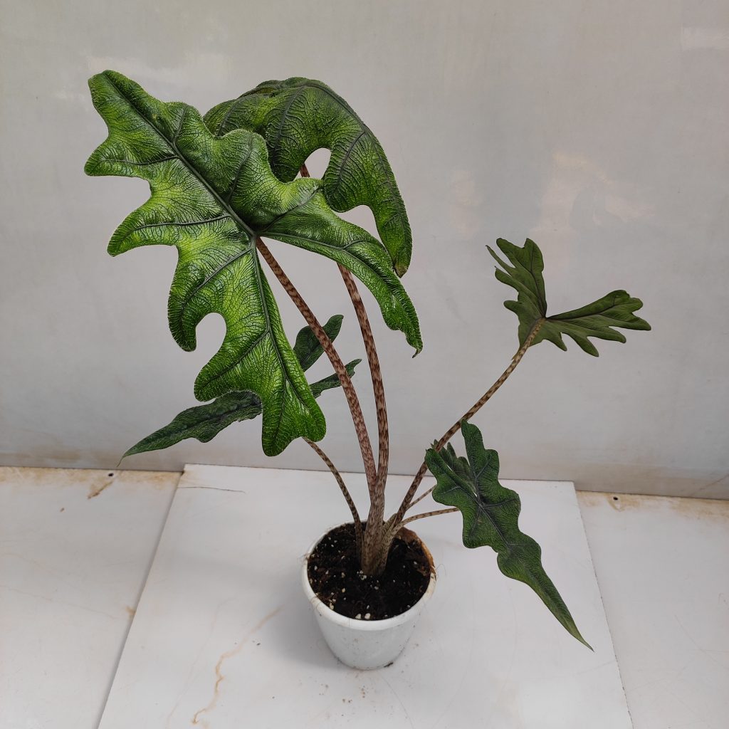 Alocasia "Jacklyn" - NurseryBuy
