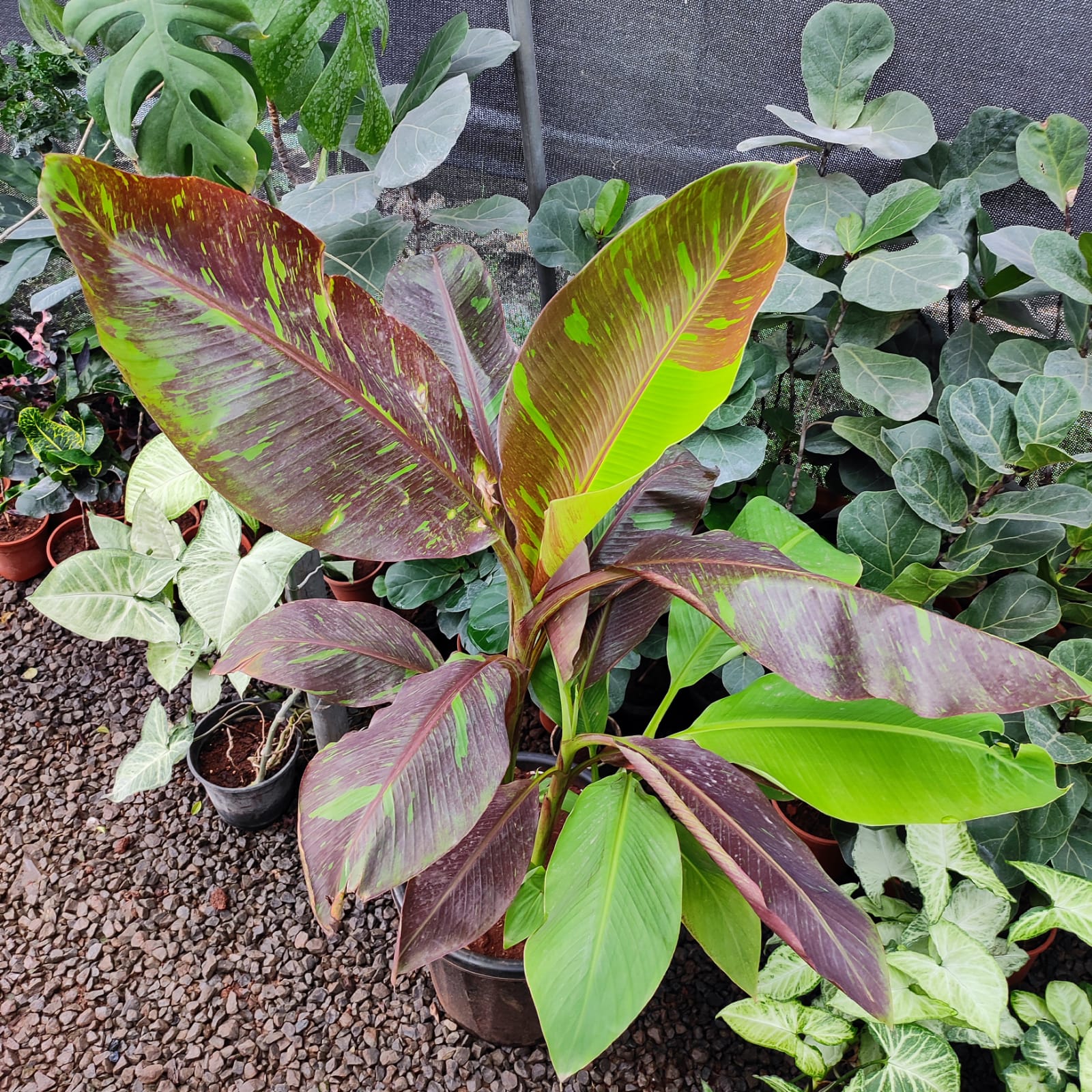 Musa Siam Ruby Banana Large - NurseryBuy