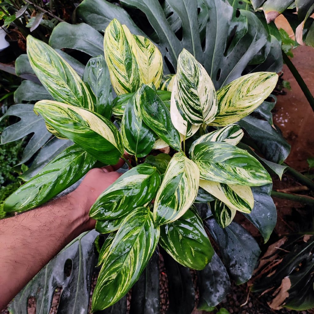 Calathea Leopardina Variegated - NurseryBuy