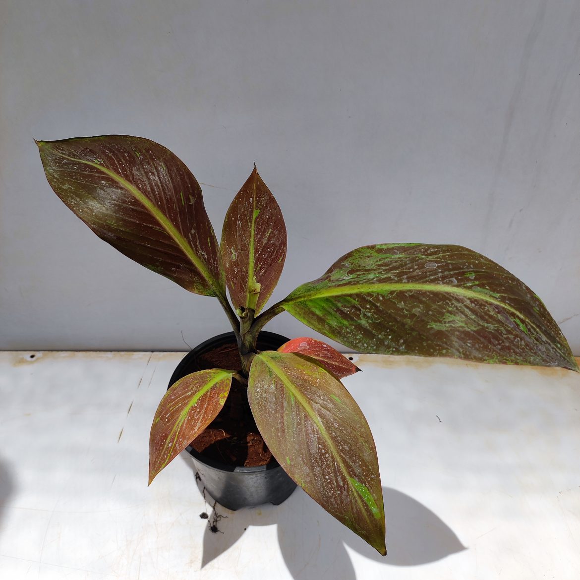 Musa Siam Ruby Banana - NurseryBuy