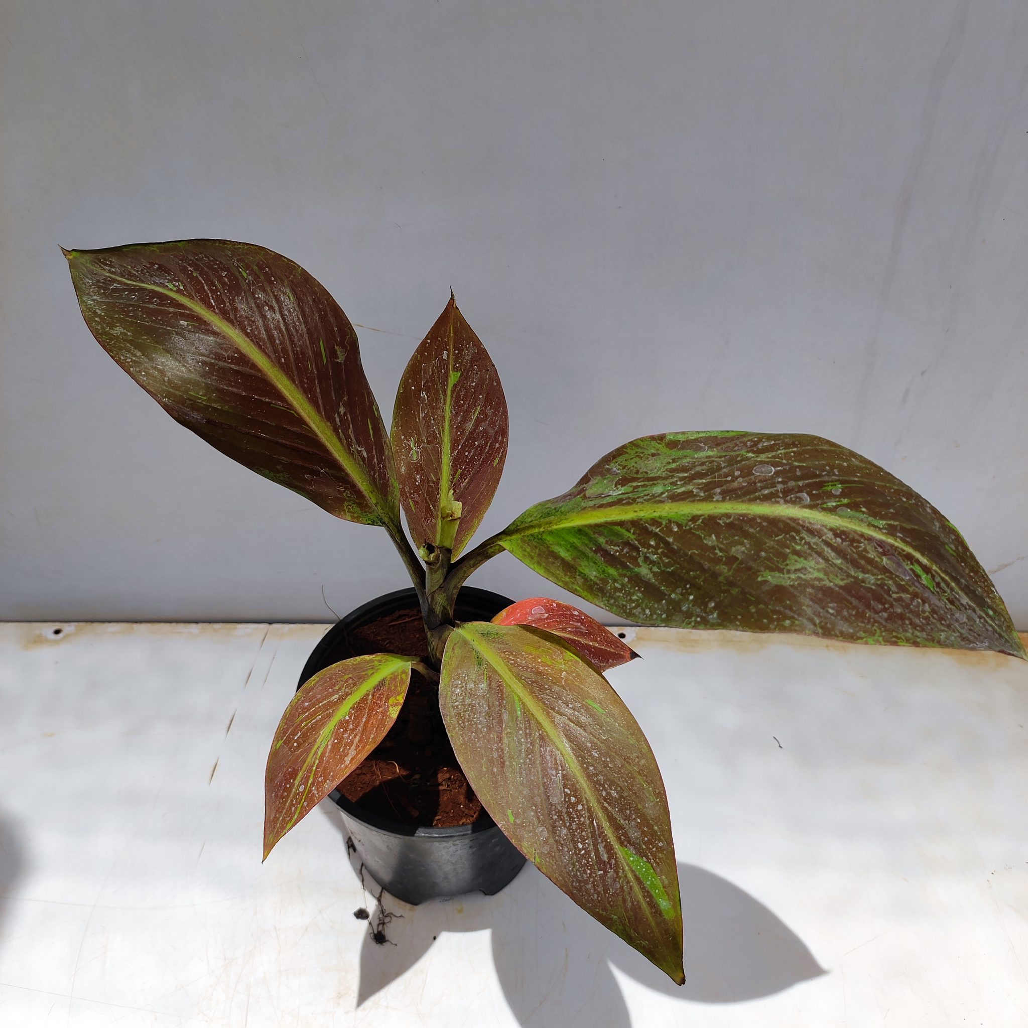 Musa Siam Ruby Banana - NurseryBuy
