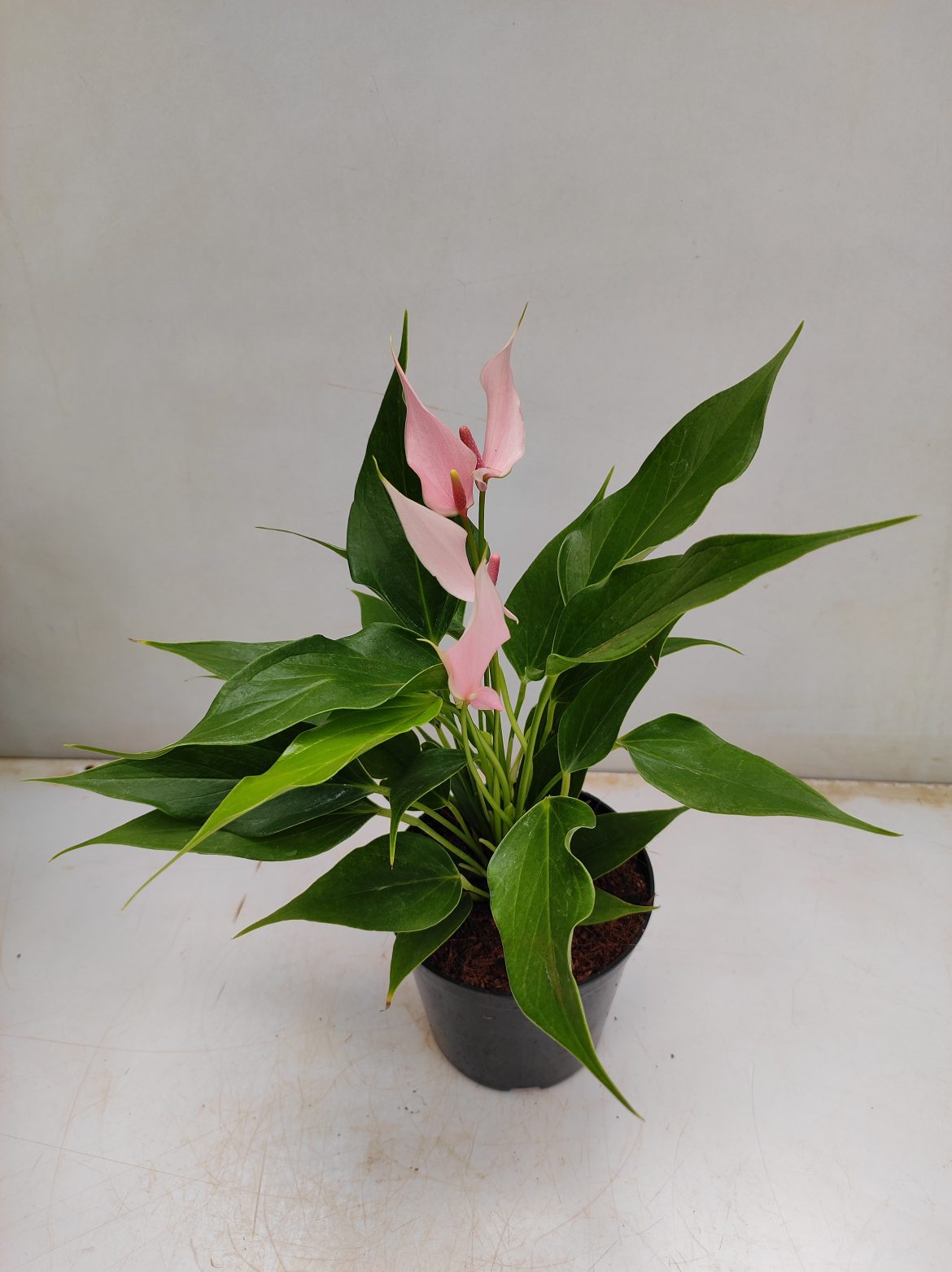 Anthurium Lilli - NurseryBuy