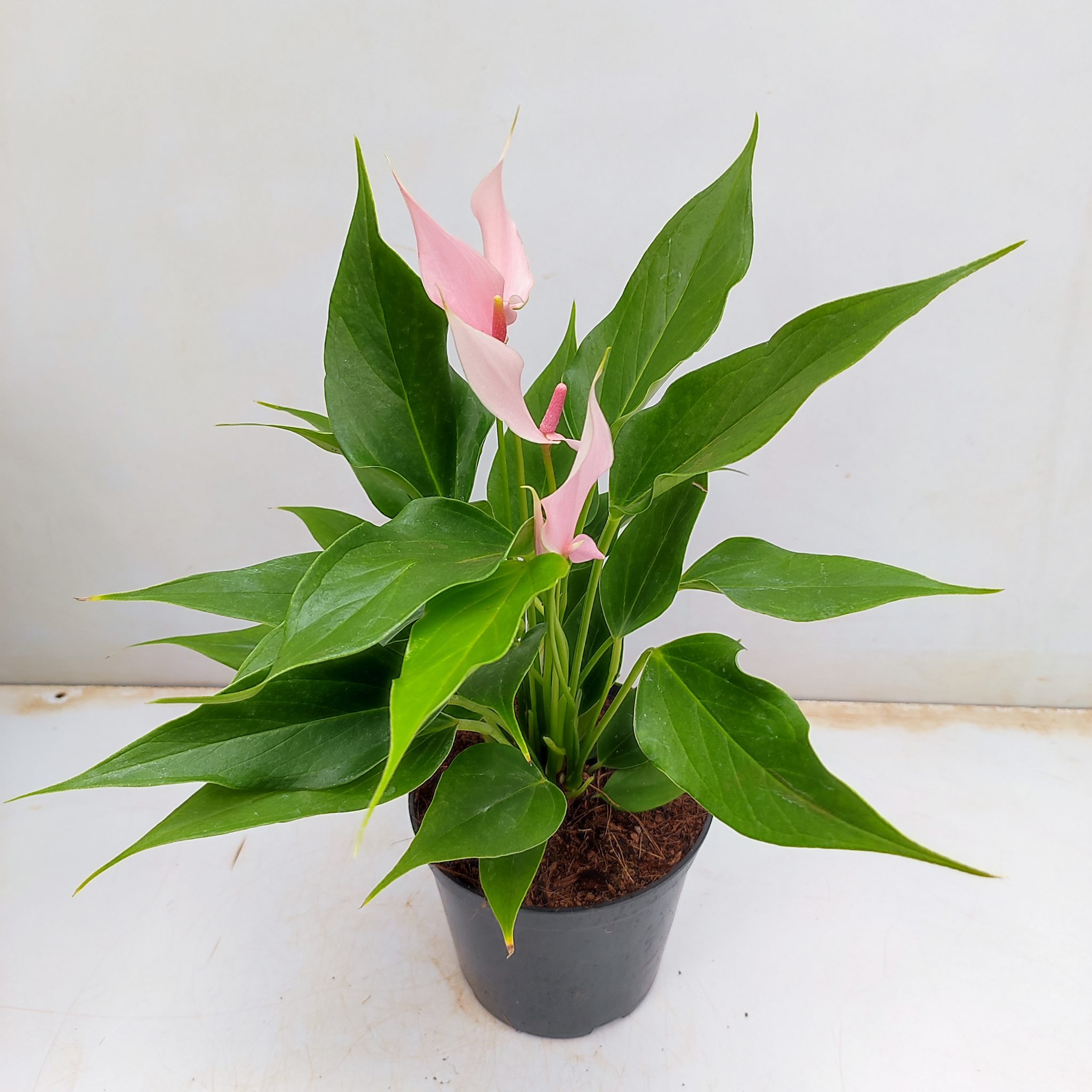 Anthurium Lilli - NurseryBuy