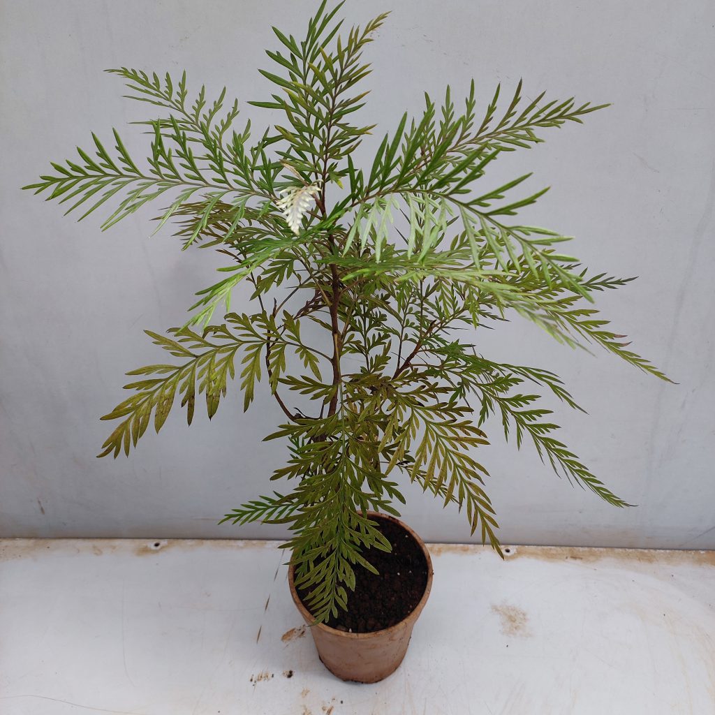 Silver oak - NurseryBuy