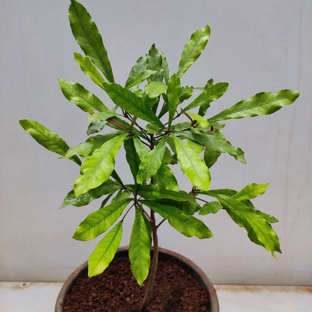 Miracle Fruit Tree - NurseryBuy
