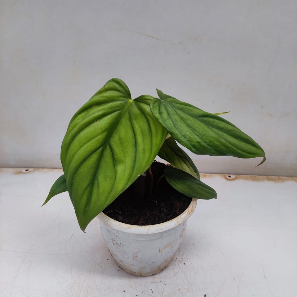 Philodendron SP Colombia - NurseryBuy