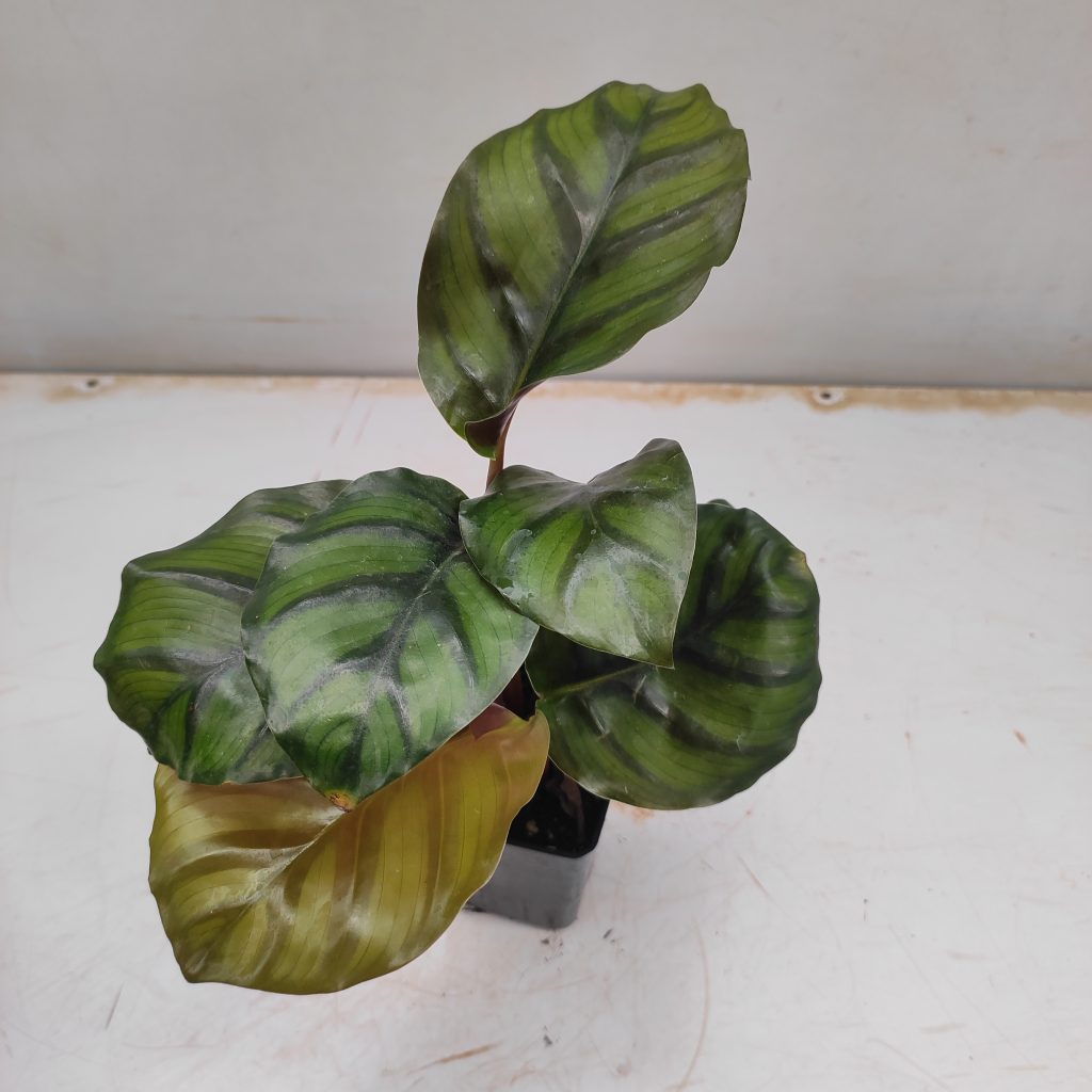 Calathea Fasciata Mini - NurseryBuy