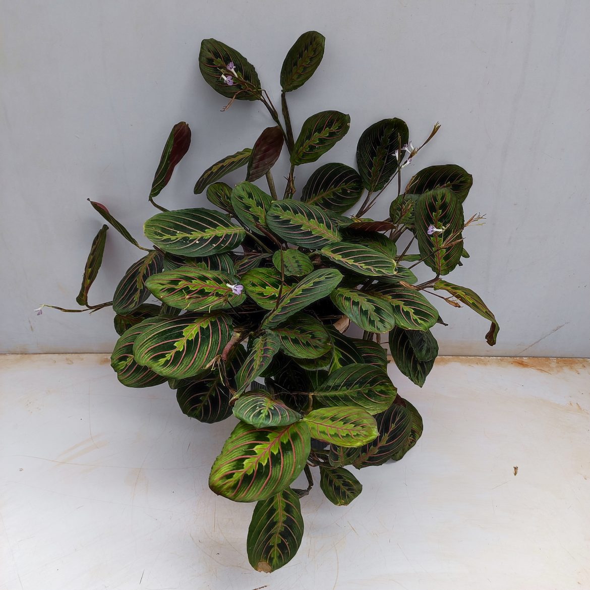 Maranta 'Fascinator Tricolour' Hanging Pot - NurseryBuy