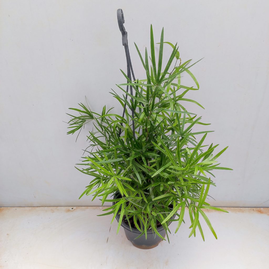 Asparagus Falcatus - Sicklethorn - NurseryBuy