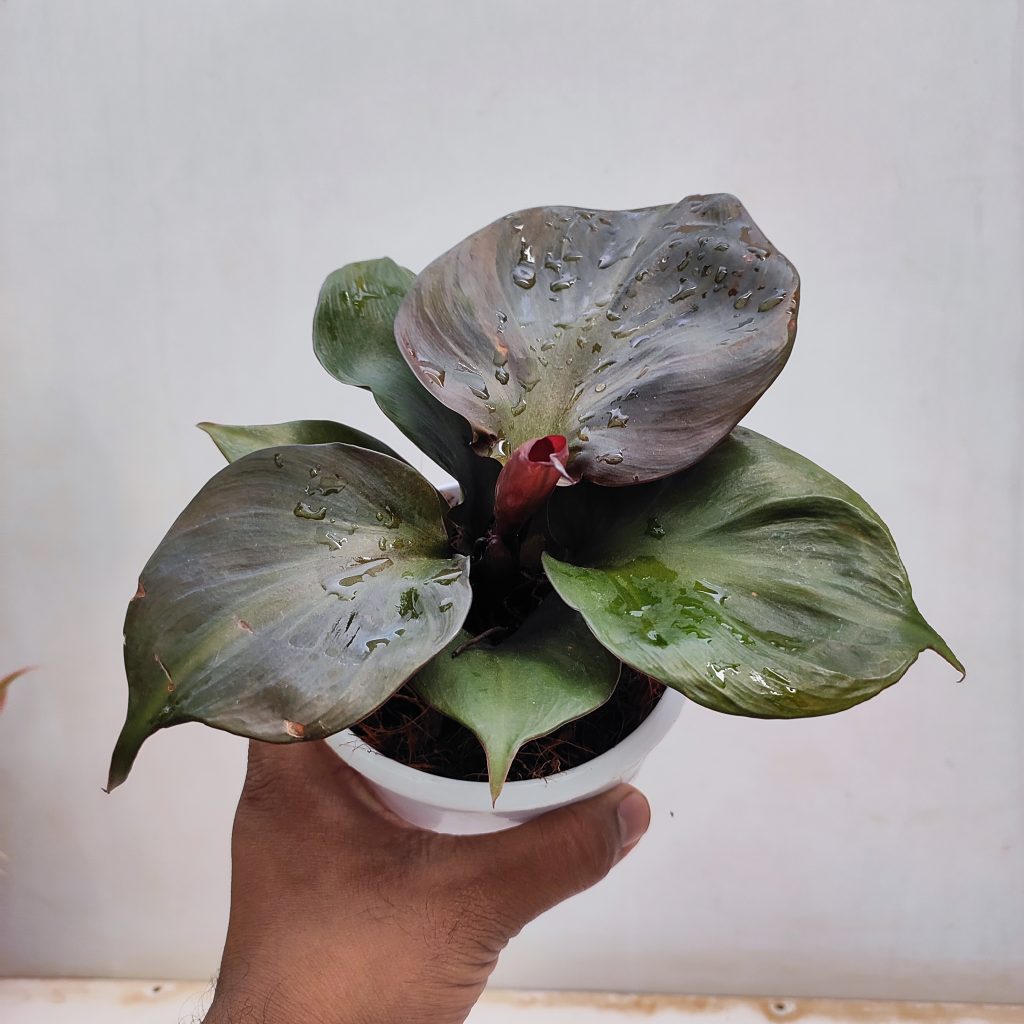 Philodendron ‘Red Heart' Medium - NurseryBuy