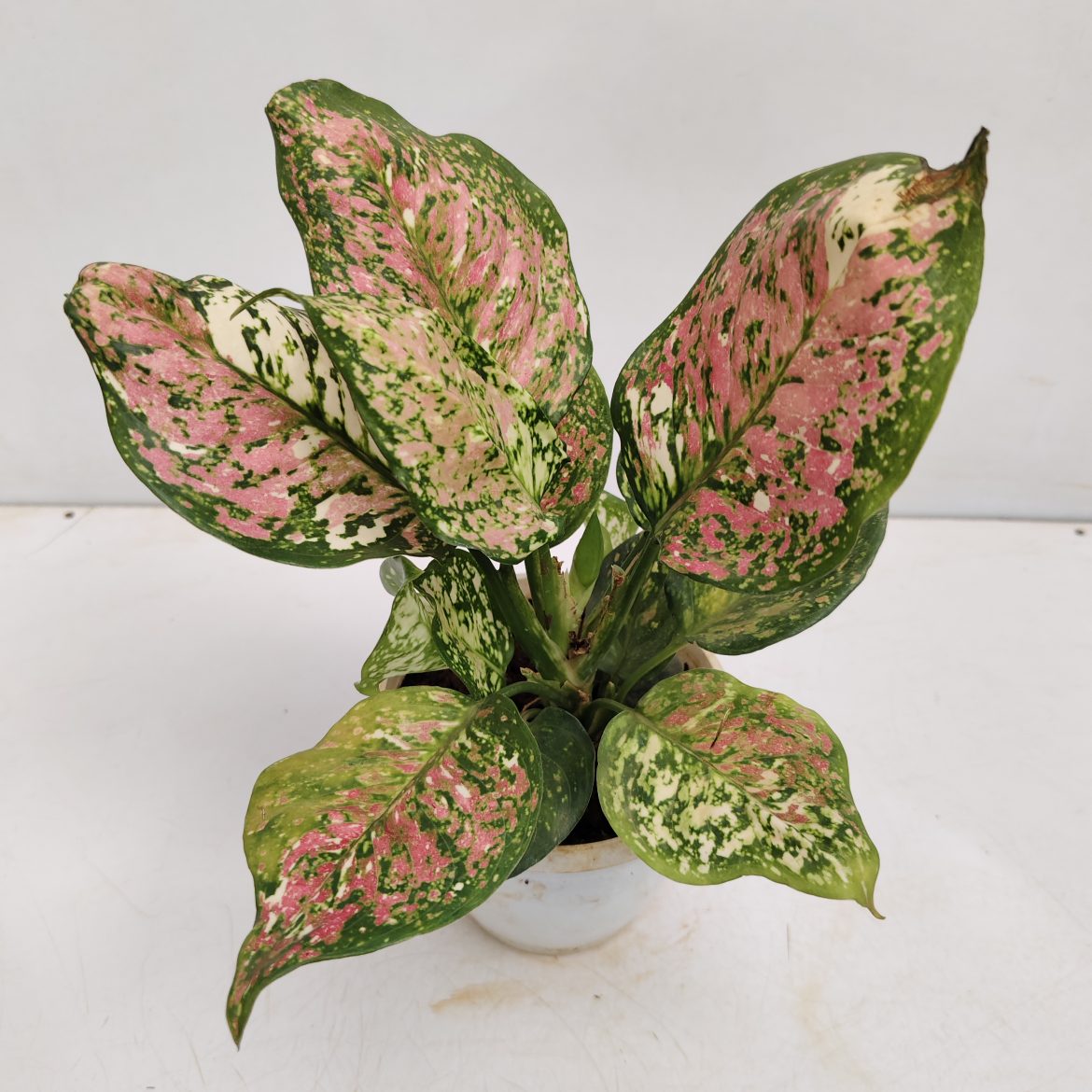 Aglaonema Tri Color One Shoot - NurseryBuy