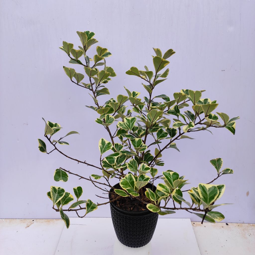 Ficus Triangularis Variegata (Sweetheart Tree) - NurseryBuy