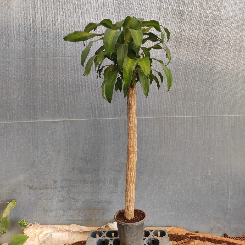 Brazilian Lucky Wood Large - NurseryBuy