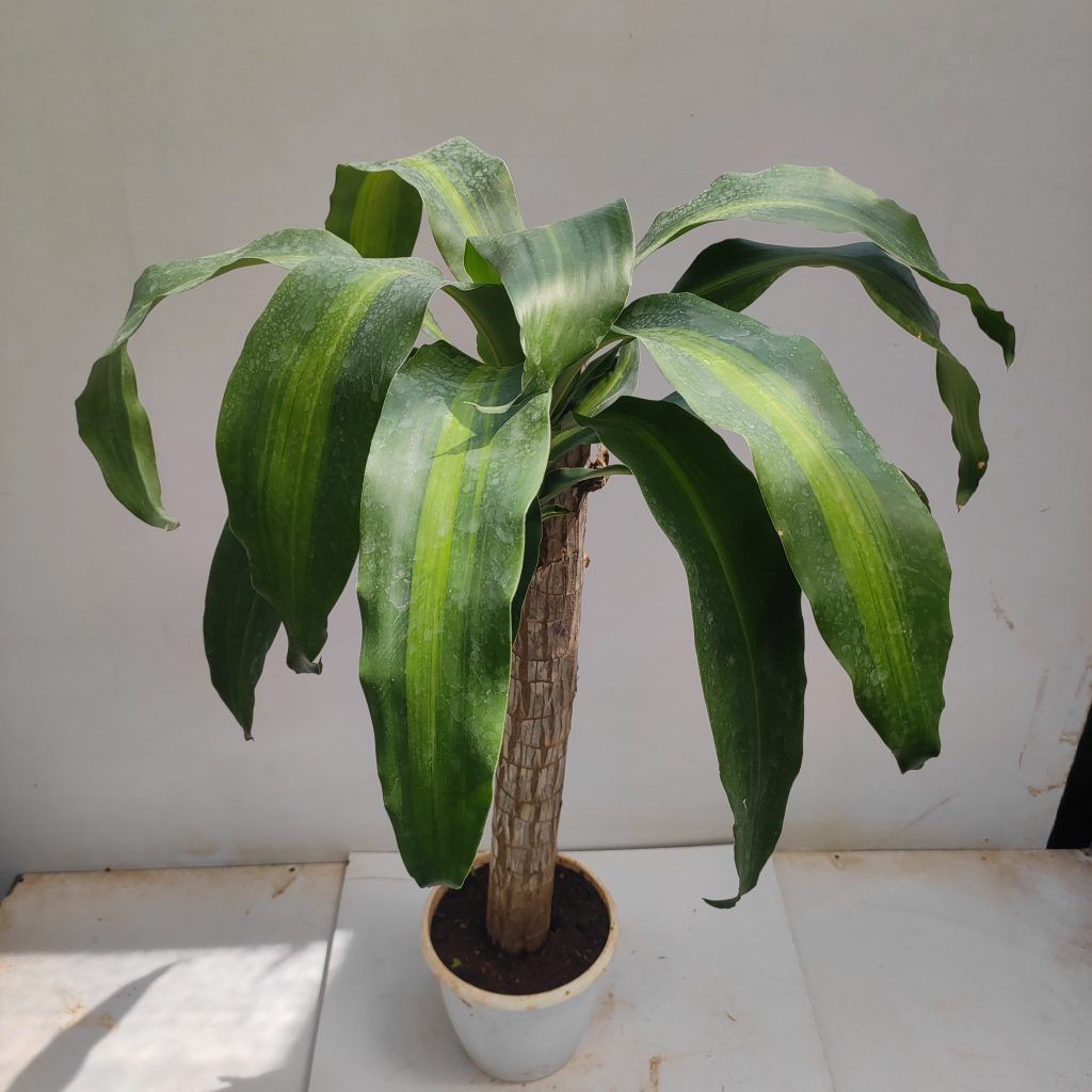 Brazilian Lucky Wood Medium - NurseryBuy