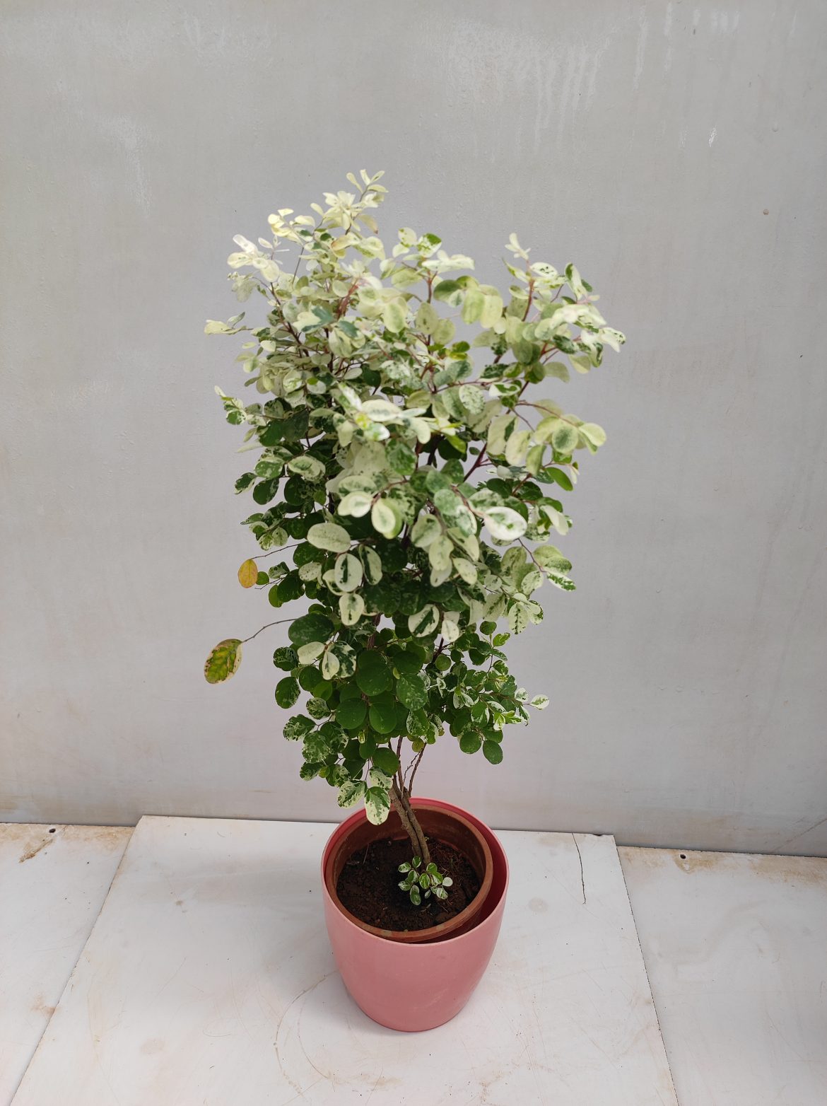 Snow Bush (Breynia Disticha) - NurseryBuy