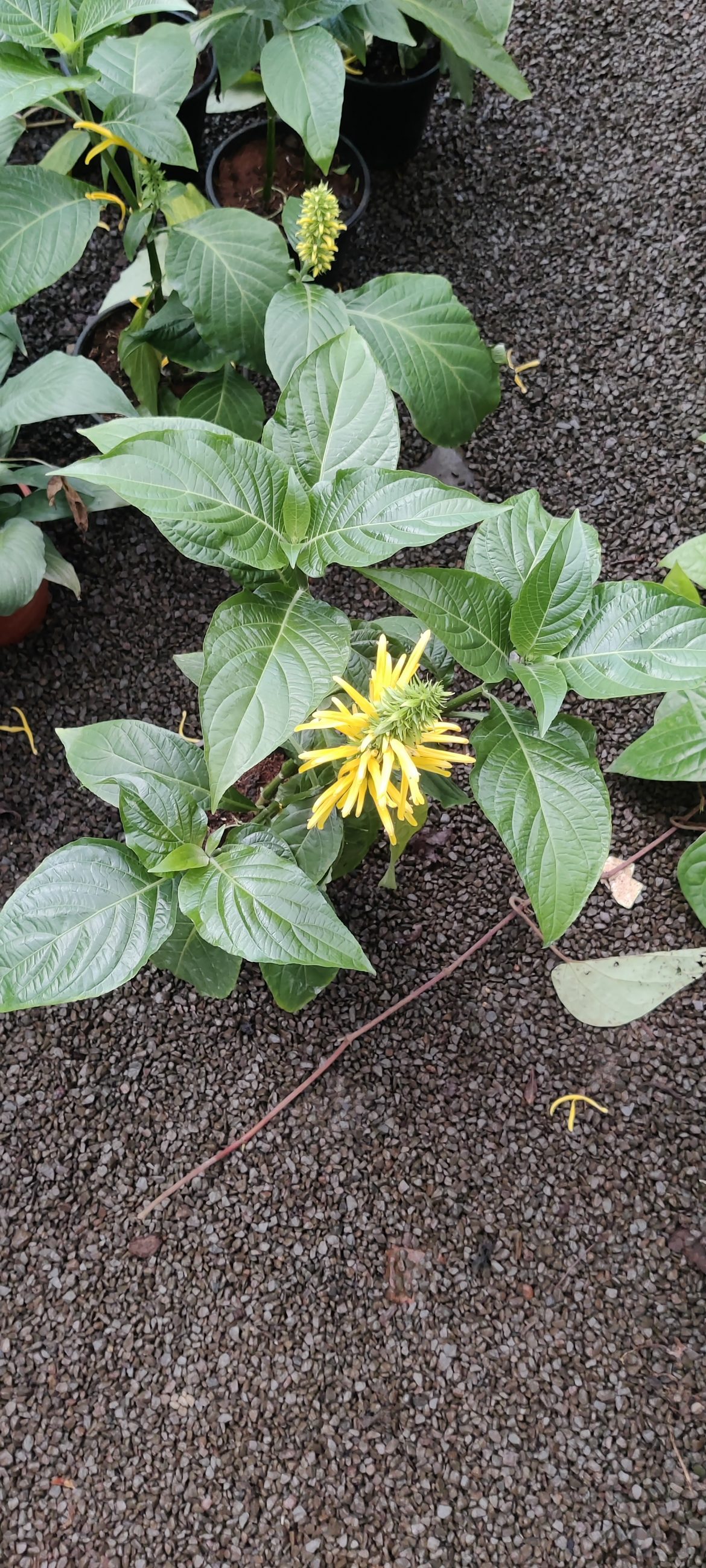 Justicia Aurea (Yellow Jacobinia) - NurseryBuy