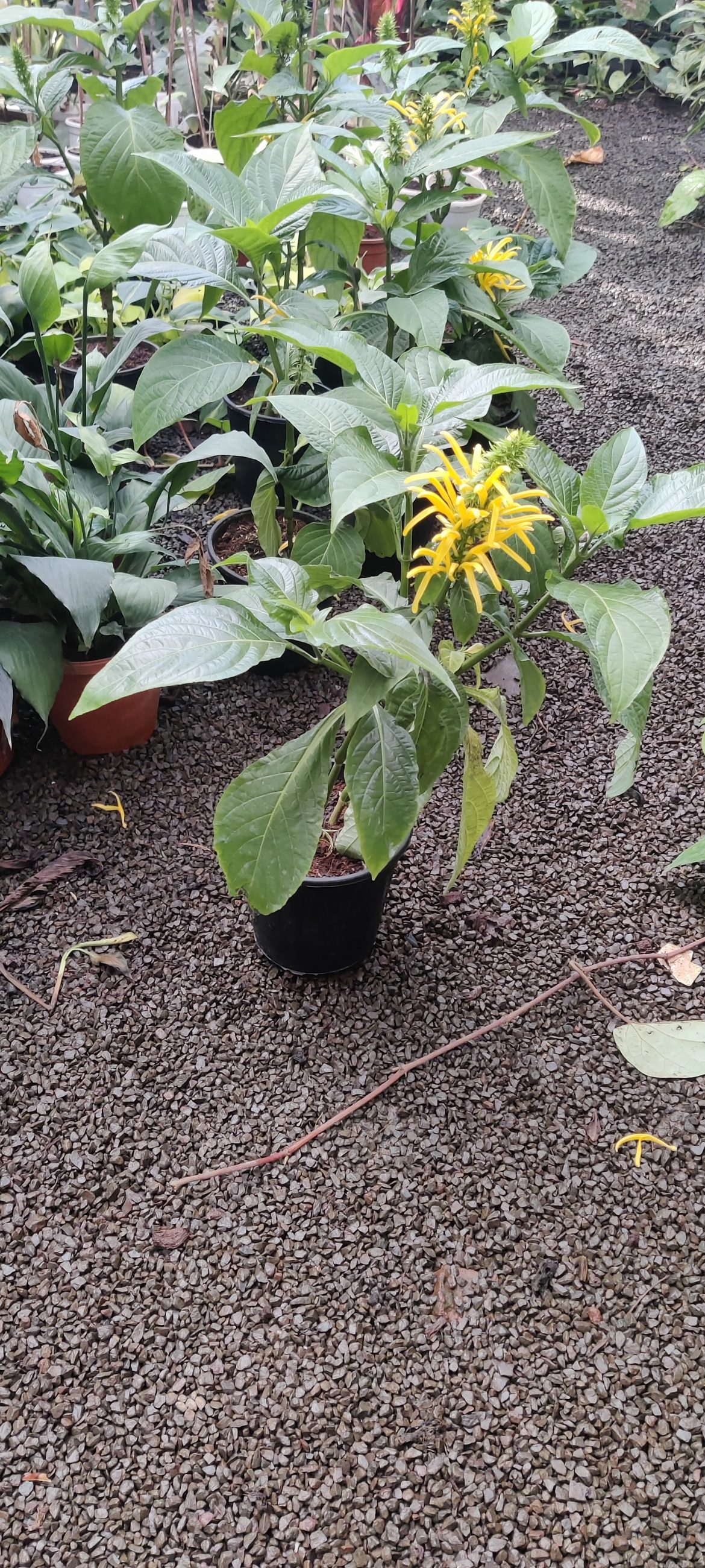 Justicia Aurea (Yellow Jacobinia) - NurseryBuy