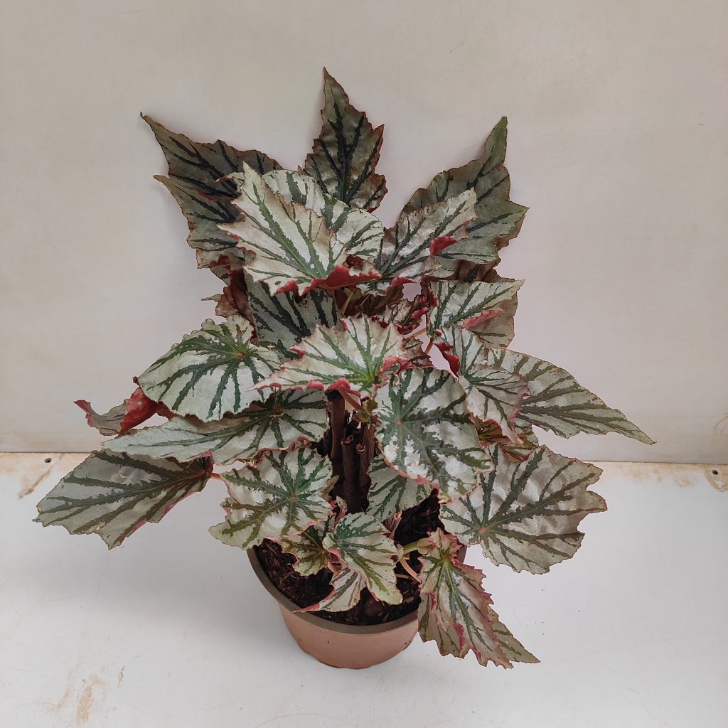 Begonia "Looking Glass" - NurseryBuy