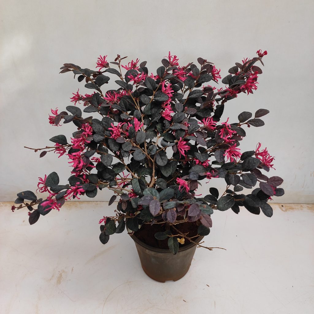 Loropetalum Chinense, Chinese fringe flower - NurseryBuy