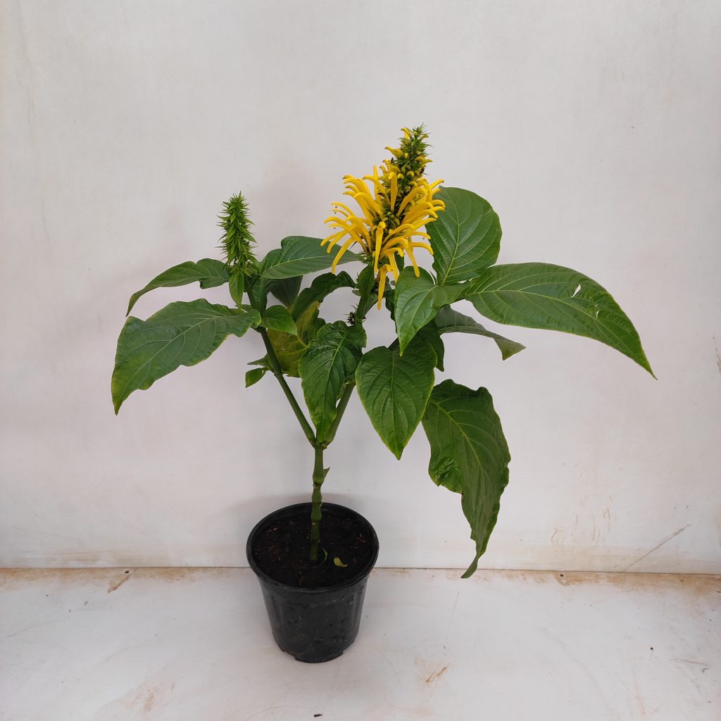 Justicia Aurea (Yellow Jacobinia) - NurseryBuy