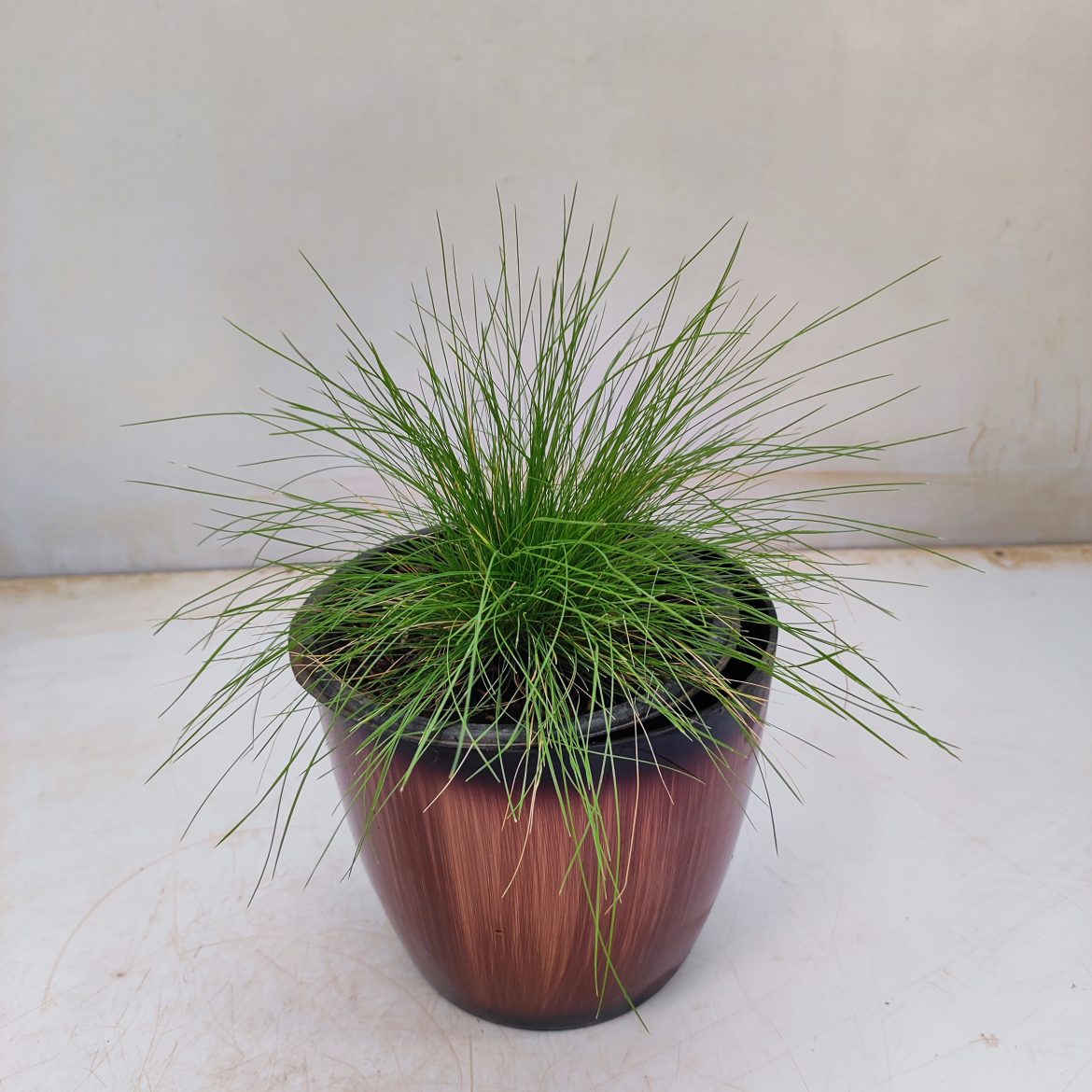 Rare Grass Combo - NurseryBuy