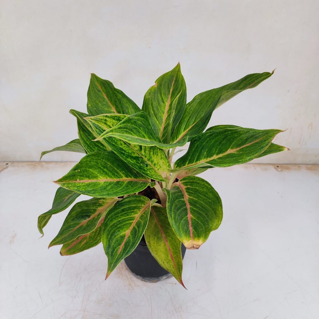 Aglaonema 'Pink Fantasy' Hybrid - NurseryBuy
