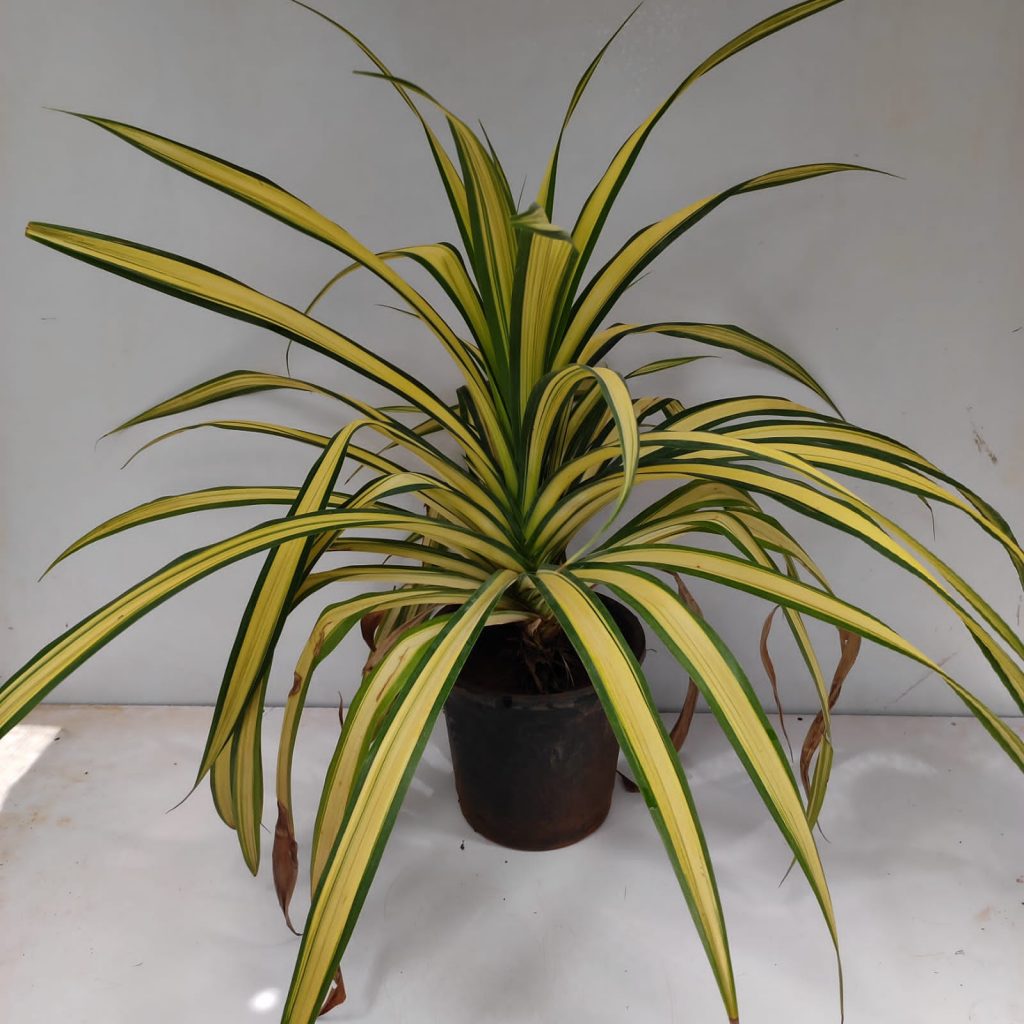 Veitch's Screw-pine - NurseryBuy