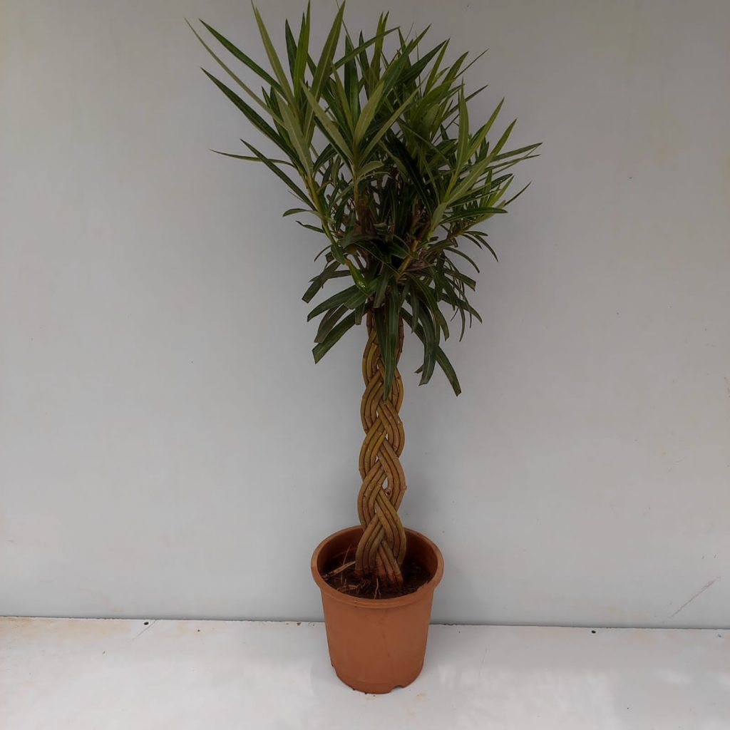White Kaner/Nerium Oleander Braided - NurseryBuy