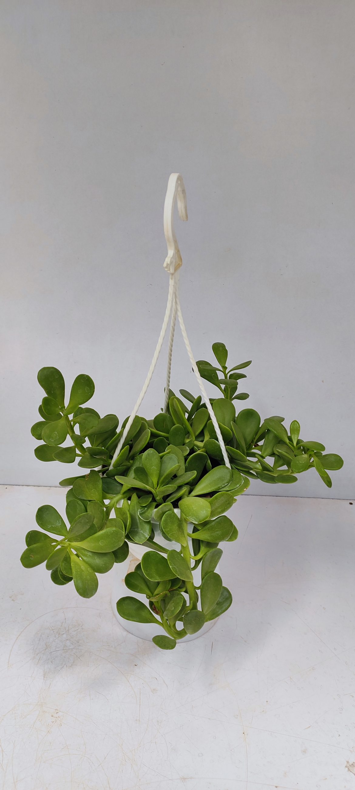Trailing Jade (Senecio Jacobsenii) - NurseryBuy