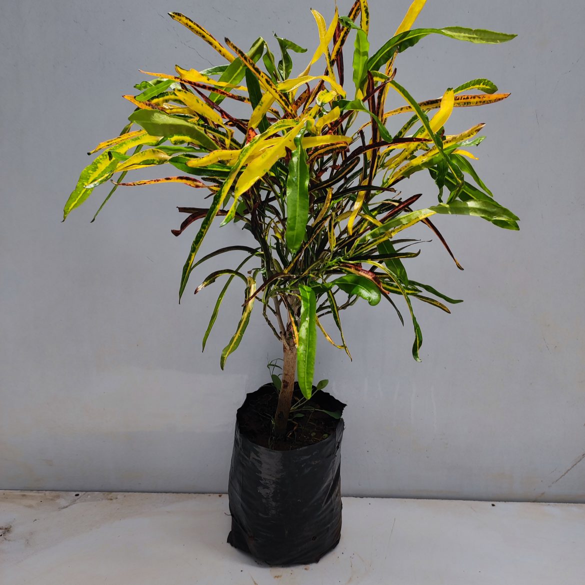Croton 'Zanzibar' (Codiaeum variegatum) - NurseryBuy