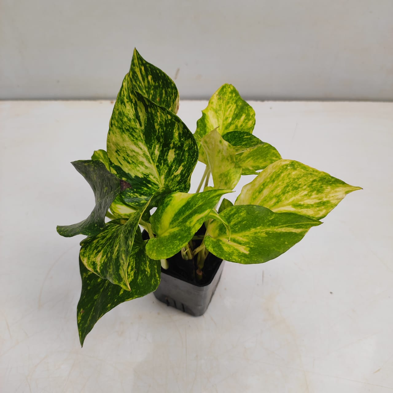 Hawaiian Pothos - NurseryBuy
