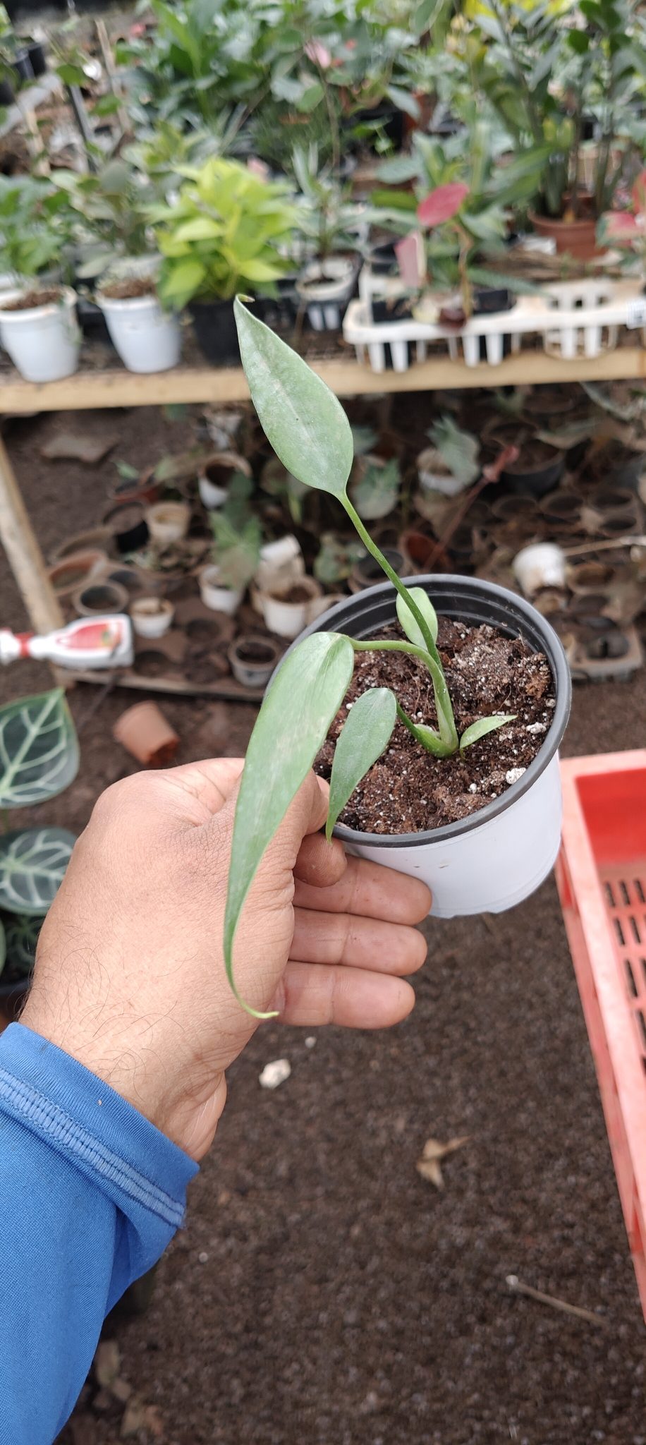 Monstera Burle Marx Flame - NurseryBuy