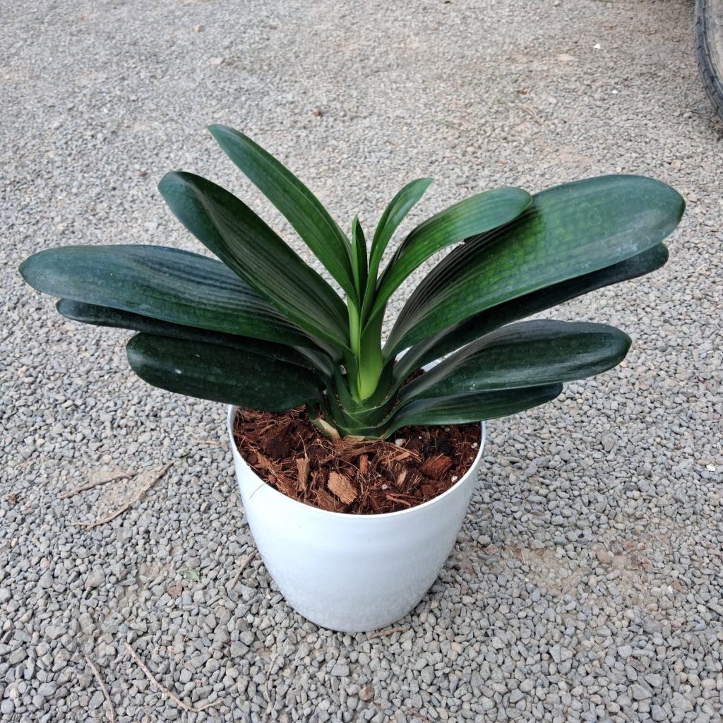 Clivia Miniata (Bush lily) - NurseryBuy